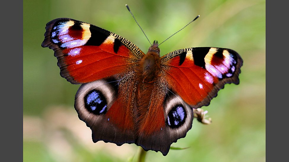 BBC Two - Springwatch, Springwatch Guide to Butterflies and Moths, UK ...