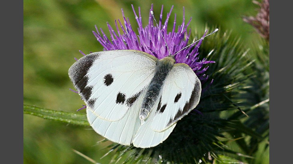BBC Two - Springwatch, Springwatch Guide to Butterflies and Moths, UK ...