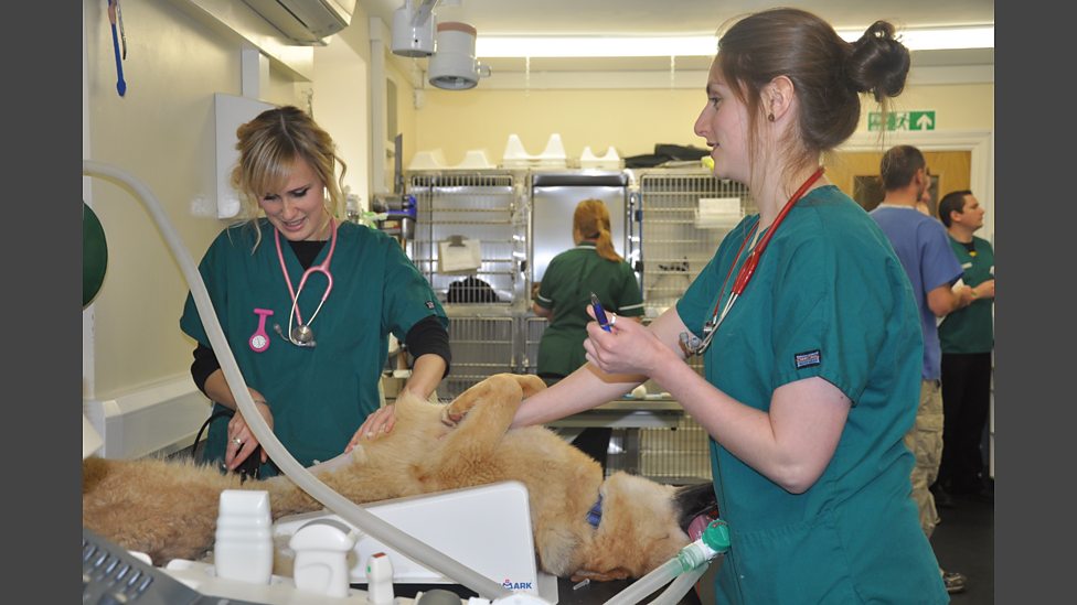 BBC One - Vets 24/7, Series 2, Behind the scenes - Vets 24/7 - Vet Nurses