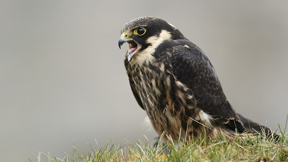Eurasian hobby / Falco subbuteo / Чеглок / Alcotán europeo | Animals ...
