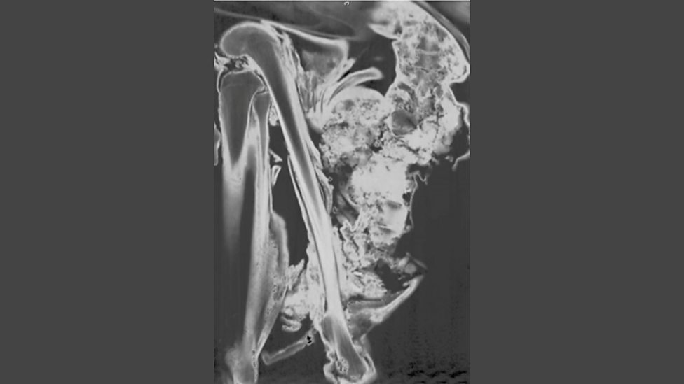 BBC Four - 4,000-Year-Old Cold Case: The Body in the Bog, 4,000 -Year ...