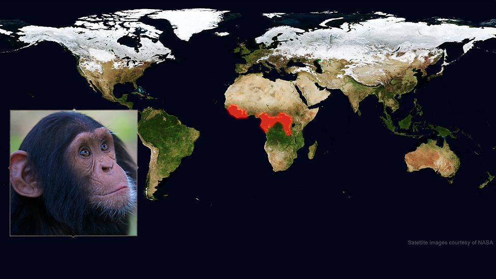BBC One - Monkey Planet, Monkey Planet's world map - Primates across ...
