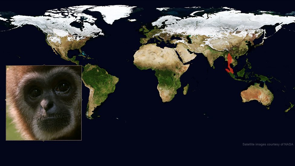 BBC One - Monkey Planet, Monkey Planet's world map - Lar gibbon - Built ...