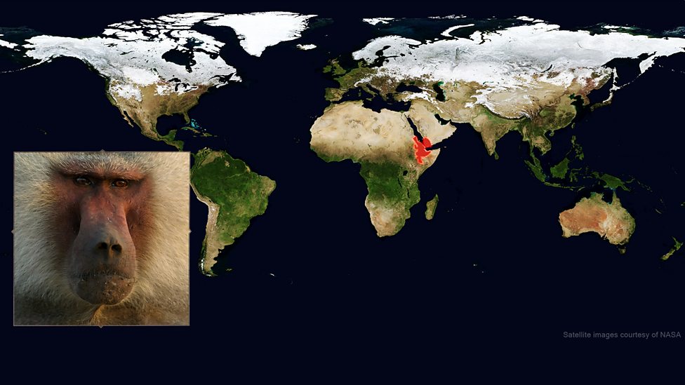 BBC One - Monkey Planet, Monkey Planet's world map - Hamadryas baboon ...