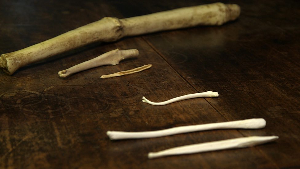 BBC Four - Secrets of Bones, Sex, In pictures: Sex - Walrus baculum