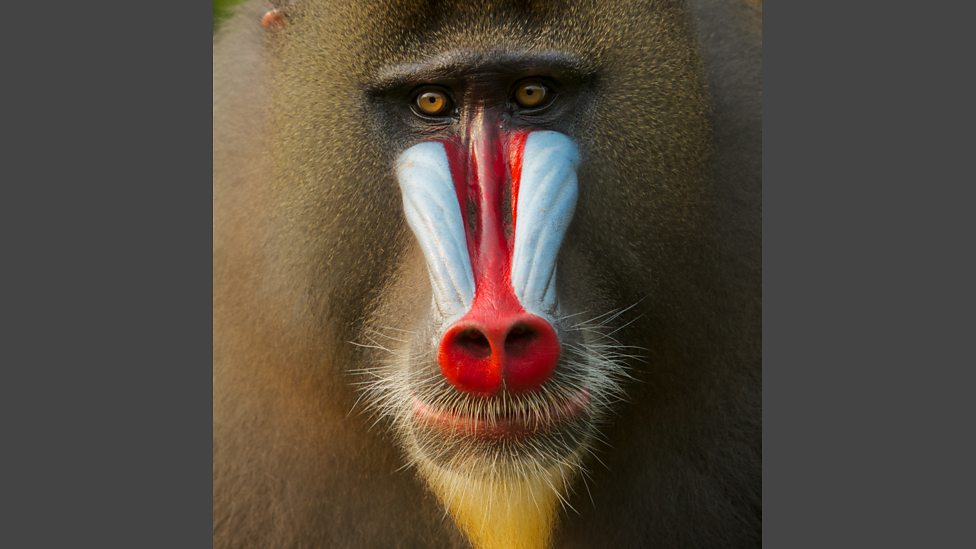 BBC One - Monkey Planet, Meet the Family, In pictures: Meet the Family ...