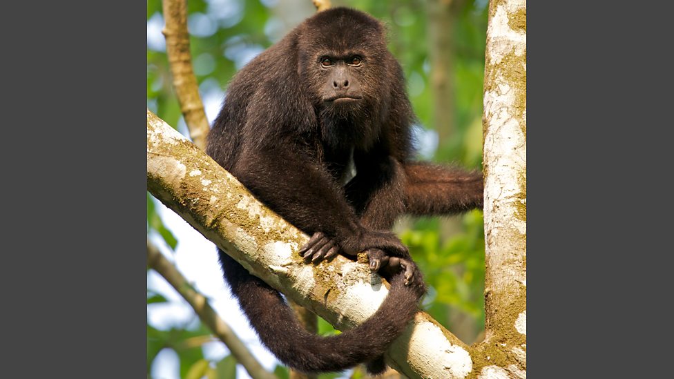 BBC One - Monkey Planet, Meet the Family, In pictures: Meet the Family ...