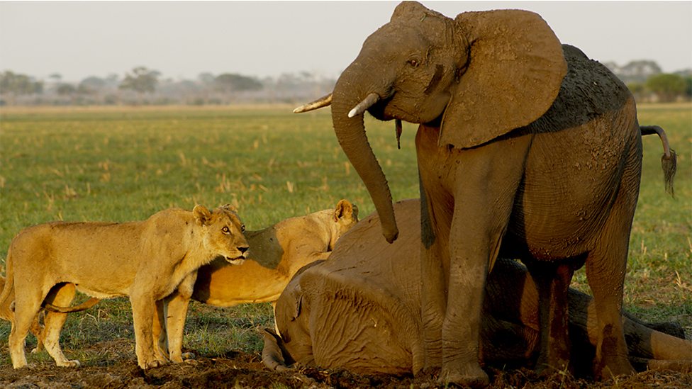 BBC Two - Natural World, 2014-2015, Africa's Giant Killers, Africa's ...