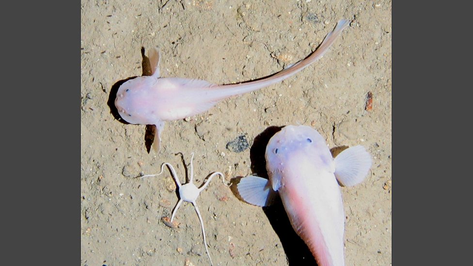 BBC Radio 4 - Into the Abyss, The Hadal Zone, Creatures in the hadal ...