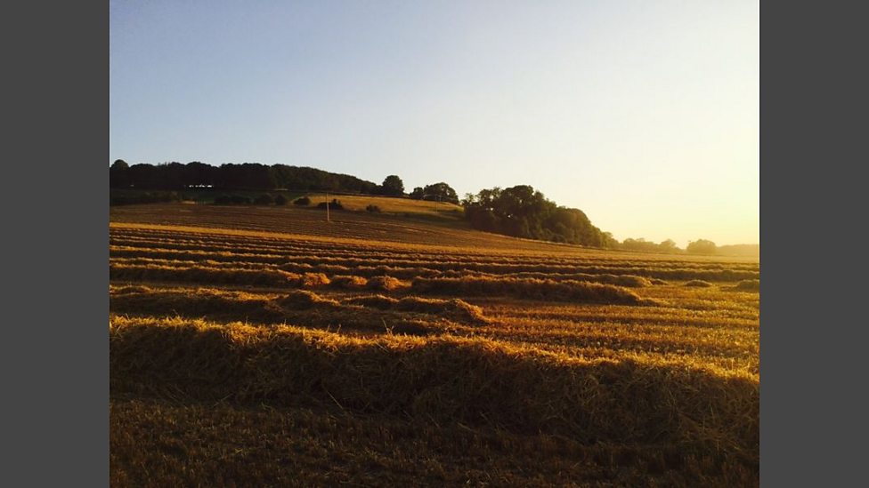 BBC Radio 4 - Farming Today, Your harvest photos 2014 - Courtesy of ...