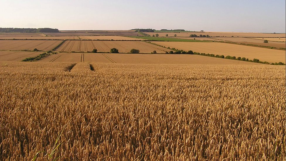 BBC Radio 4 - Farming Today, Your harvest photos 2014 - Yorkshire