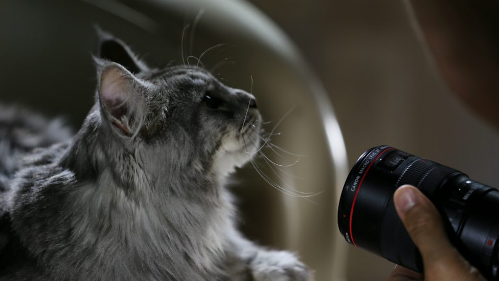 BBC Two - Cat Watch 2014: The New Horizon Experiment, Filming cats ...