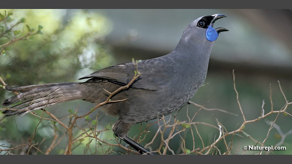 BBC Radio 4 - Tweet of the Day, Toco Tucan, Tweet of the Day: World ...