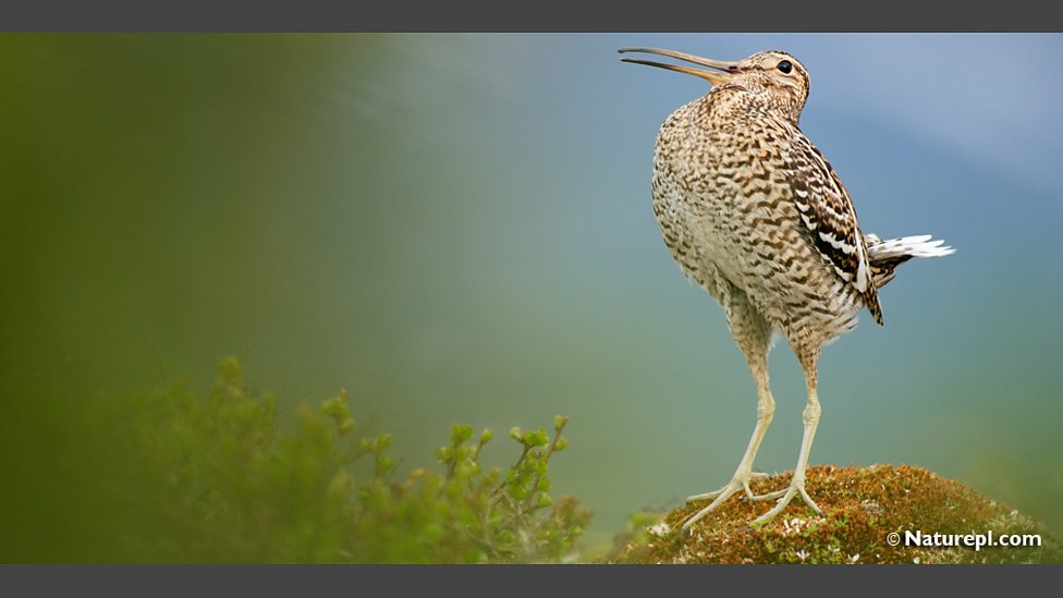 BBC Radio 4 - Tweet of the Day, Toco Tucan, Tweet of the Day: World ...