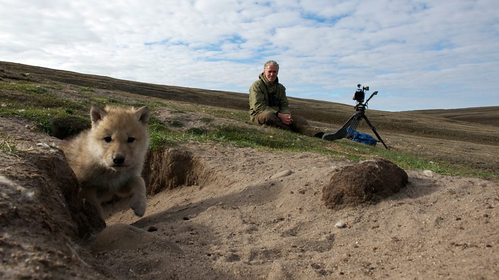 BBC Two - Snow Wolf Family and Me, In pictures: Snow Wolf Family and Me ...
