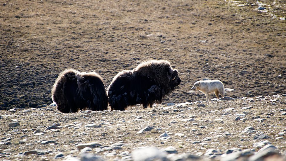 BBC Two - Snow Wolf Family and Me, In pictures: Snow Wolf Family and Me ...