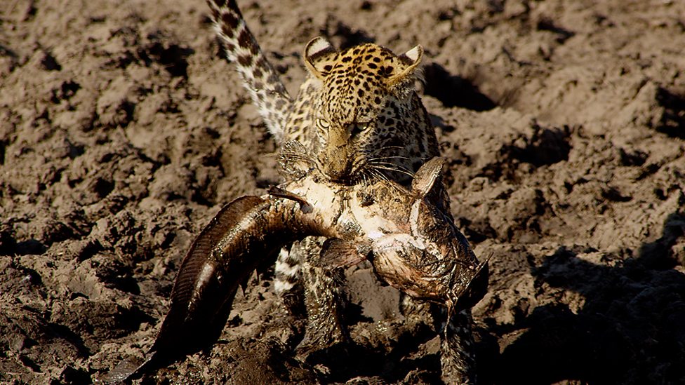 BBC Two - Natural World, 2015-2016, Africa's Fishing Leopards, Africa's ...