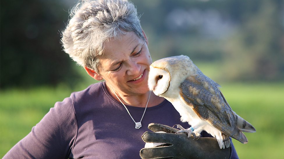 BBC Two - Natural World, 2015-2016, Super-Powered Owls, Super Powered Owls - Little owl