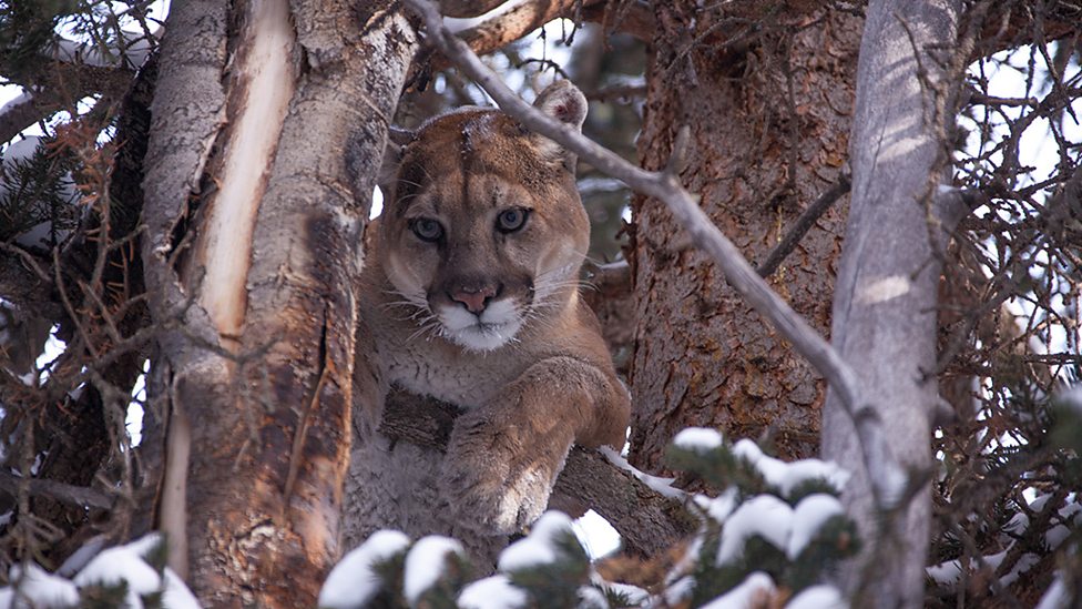 BBC Two - Natural World, 2015-2016, Mountain Lions: Big Cats in High ...