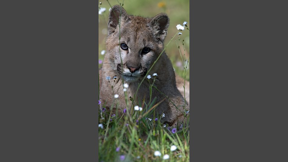 BBC Two - Natural World, 2015-2016, Mountain Lions: Big Cats in High ...