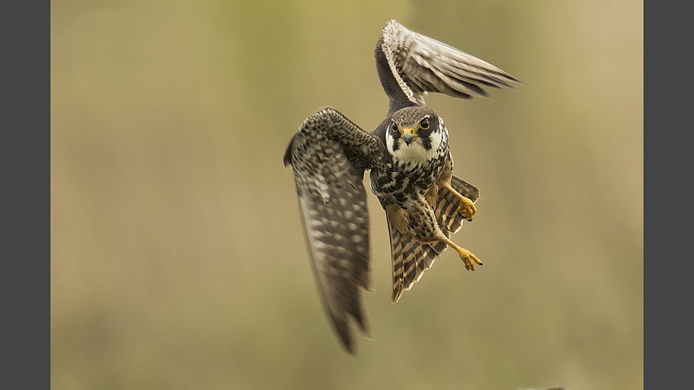 BBC Two - Springwatch, 2015, Some of your amazing Flickr photographs ...