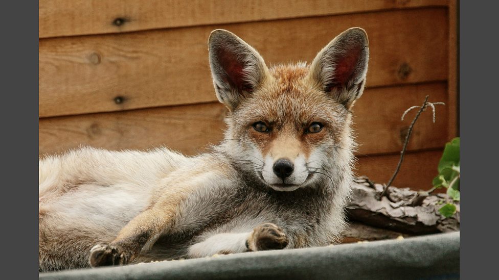 BBC Two - Springwatch, 2015, Some of your amazing Flickr photographs - Fox