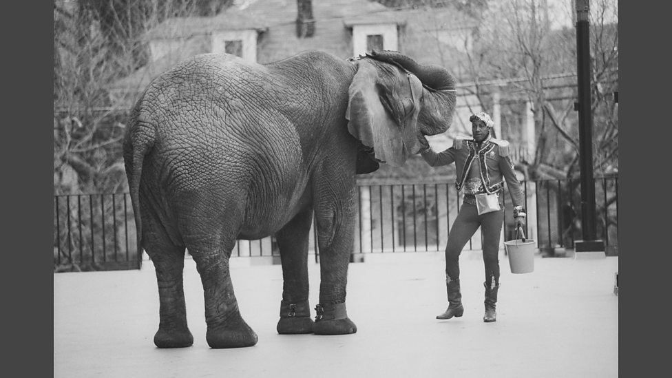 BBC Four - Storyville, Circus Elephant Rampage, Circus Elephant Rampage ...