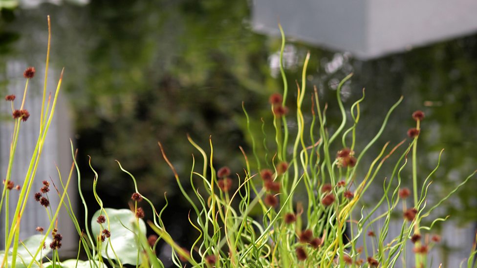 BBC Two - RHS Flower Show Tatton Park, 2015, Water gardens - Maggie's ...