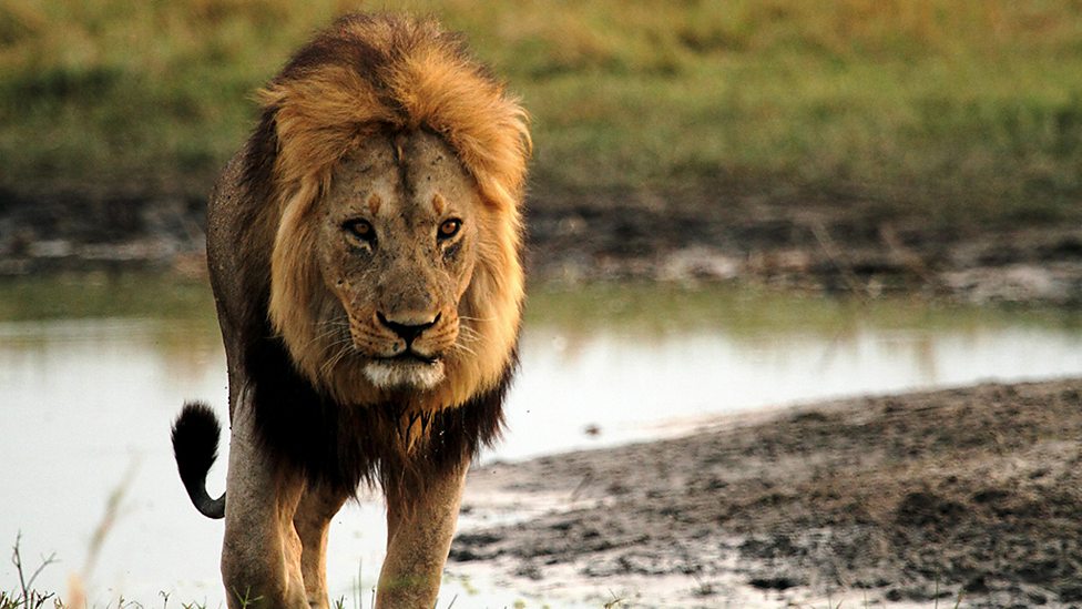 BBC Two - Natural World, 2015-2016, Return of the Giant Killers: Africa ...