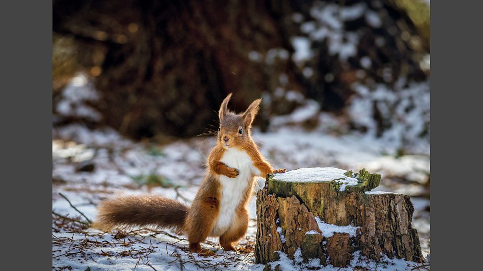 BBC - The Countryfile Calendar 2016 - Stumped Squirrel