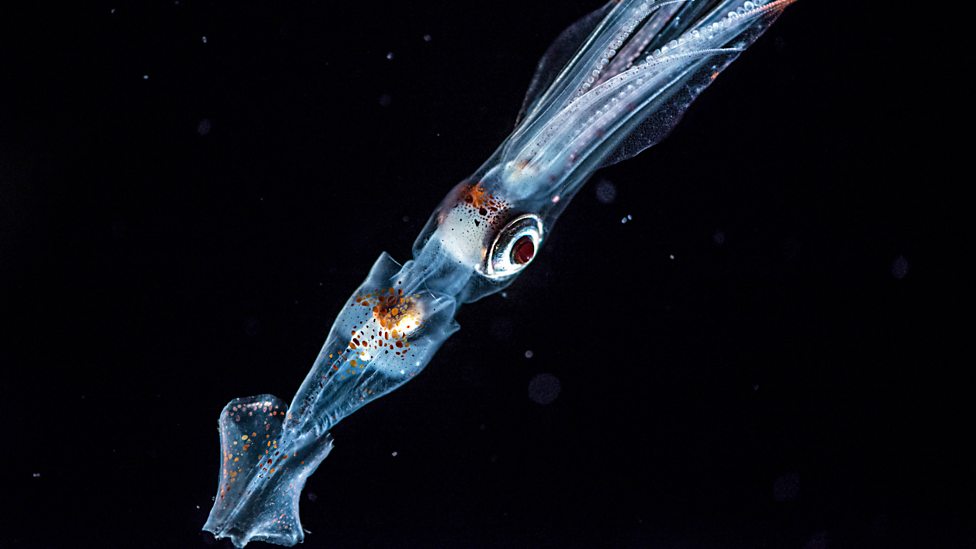 BBC One - The Hunt, Hunger at Sea (Oceans), Ocean Prey - Chiroteuthis ...