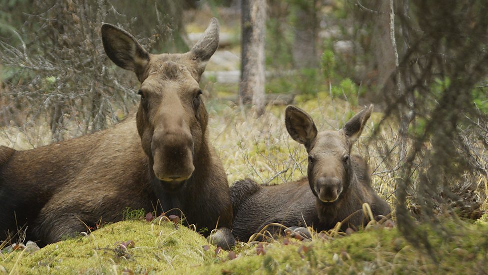 BBC Two - Natural World, 2016-2017, Meet the Moose Family, Meet the ...