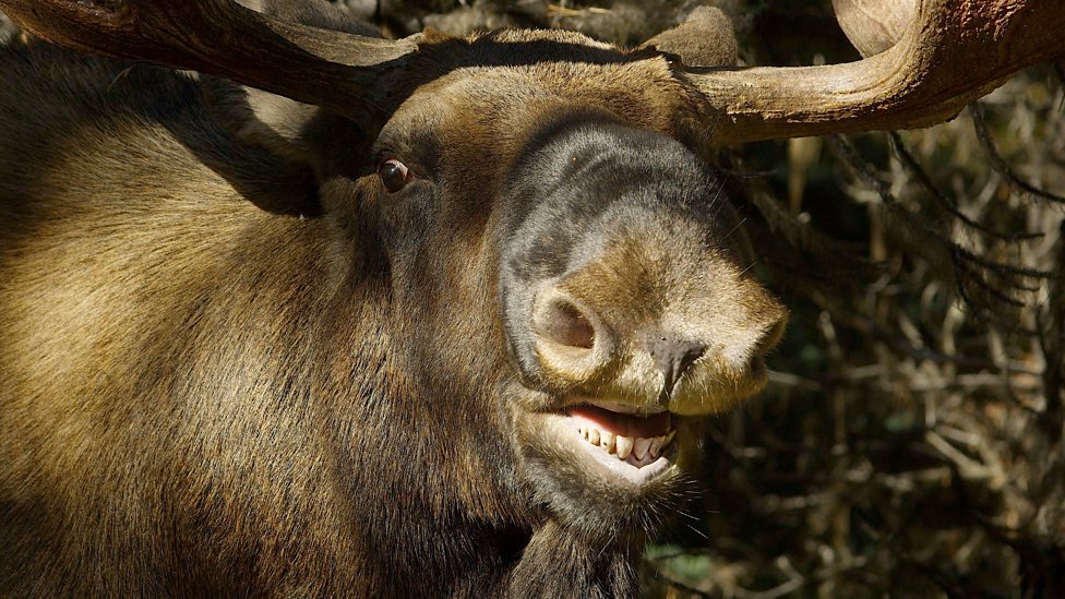 BBC Two - Natural World, 2016-2017, Meet the Moose Family, Meet the ...