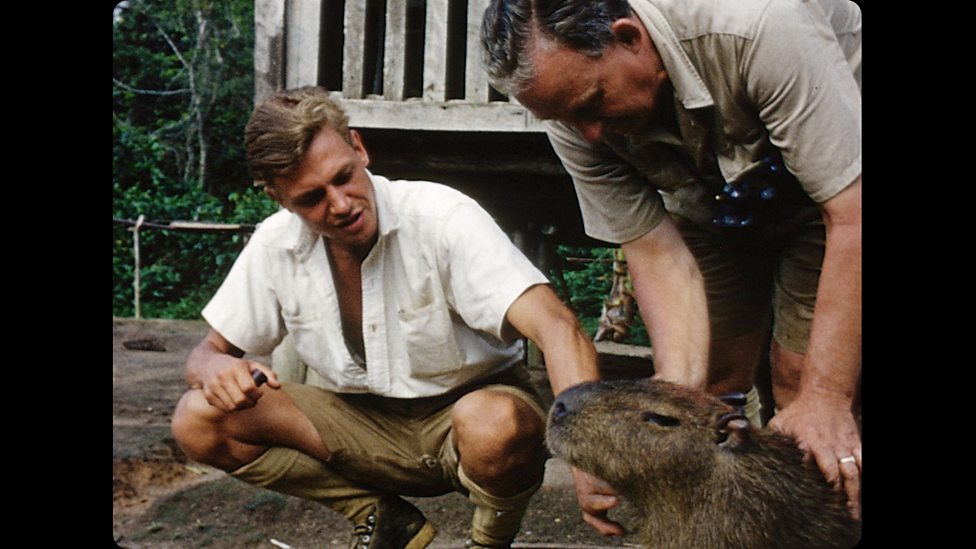 BBC Four - David Attenborough's Zoo Quest in Colour, In pictures ...