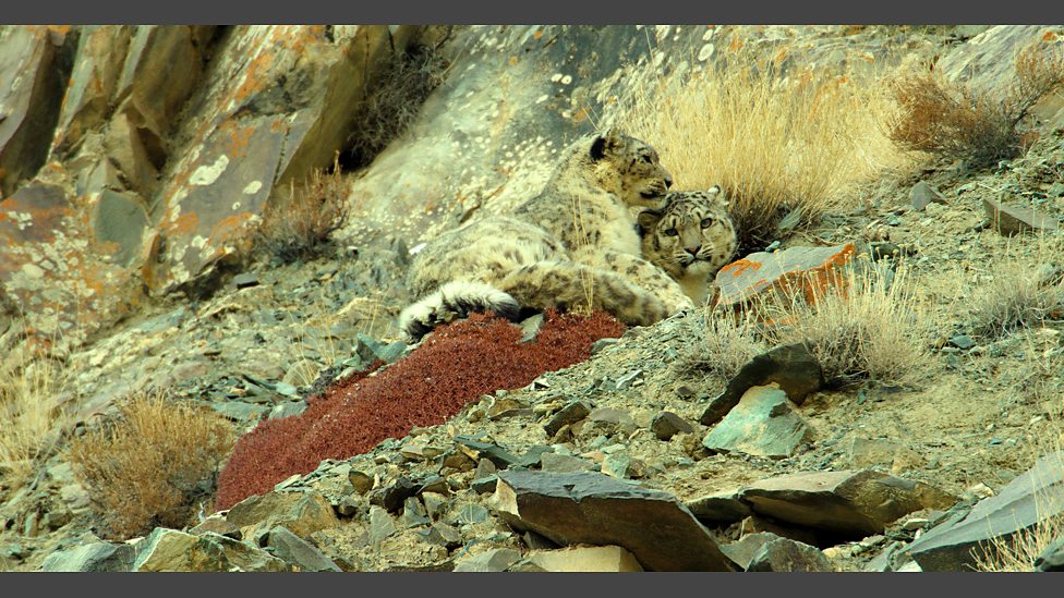 BBC One - Planet Earth II, Mountains, In pictures... - A snow leopard ...