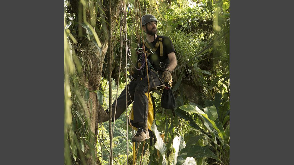 BBC One - Planet Earth II, Jungles, In pictures... - These forests are ...