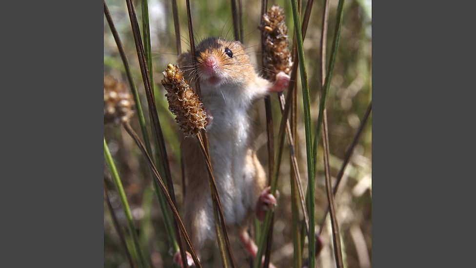 BBC One - Planet Earth II, Grasslands, In pictures... - A female ...