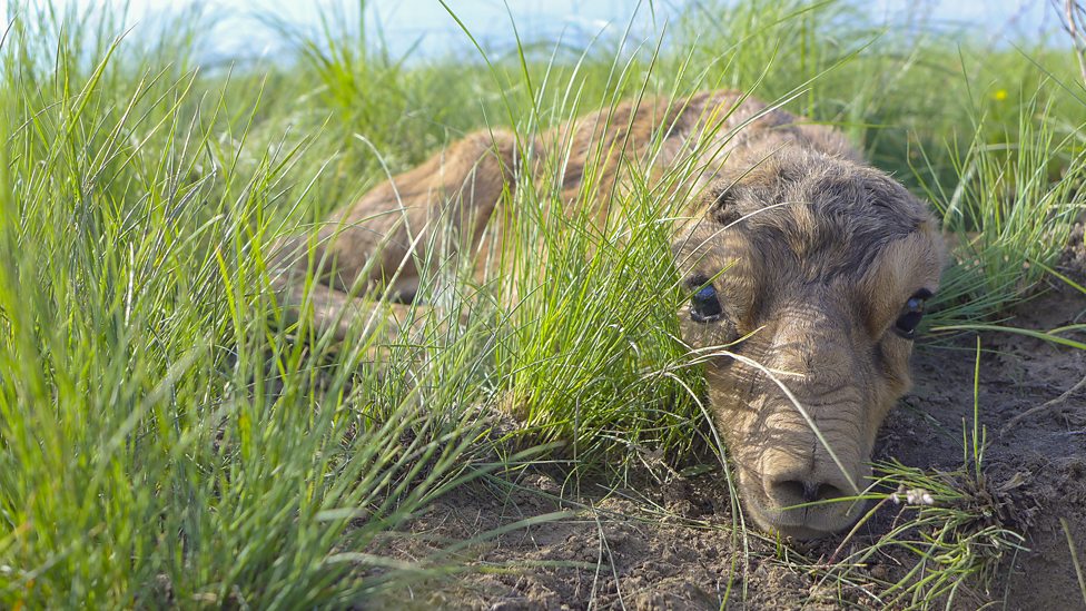 BBC One - Planet Earth II, Grasslands, In pictures... - A baby saiga ...