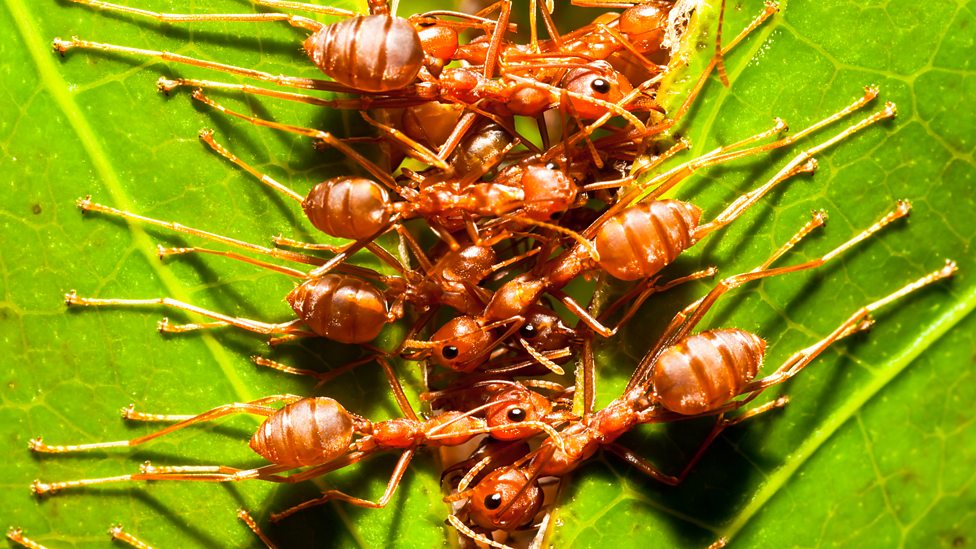 BBC Two - Thailand: Earth's Tropical Paradise, The Mysterious North, In ...