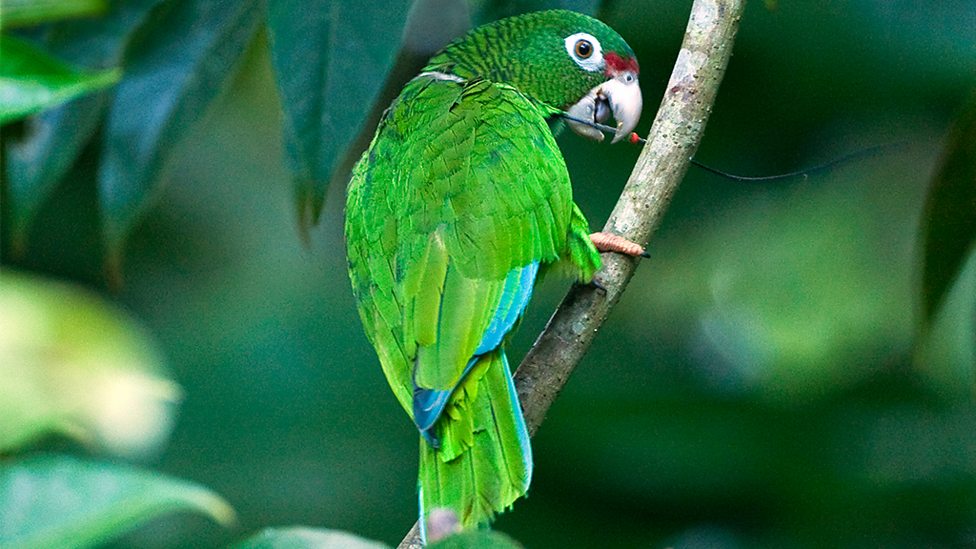 BBC Two - Natural World, 2017-2018, Puerto Rico: Island of Enchantment ...