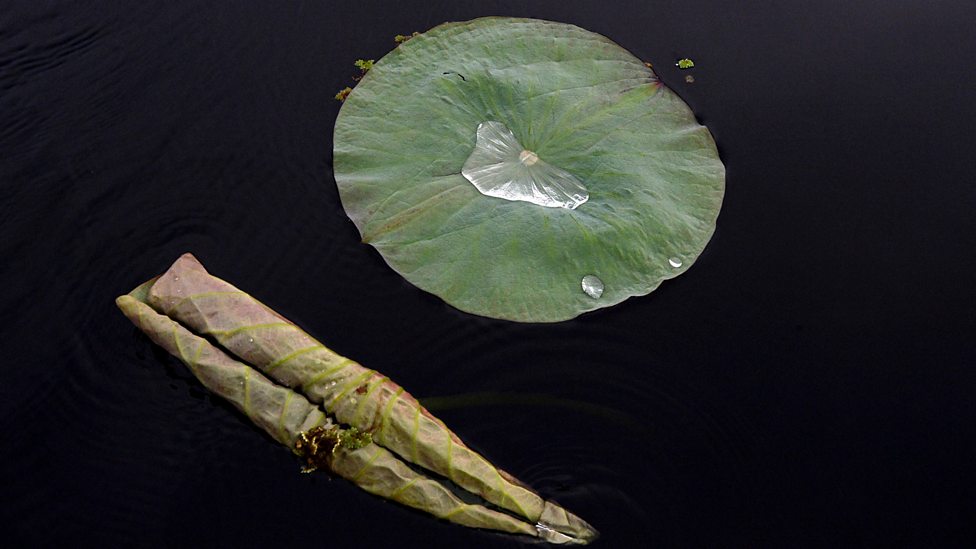 BBC World Service - Science In Action, Bio-inspiration - Lotus Flower