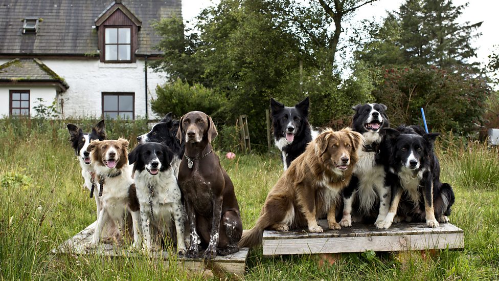 BBC Two - This Farming Life, Series 2, Images from series 2 - Farm Dogs