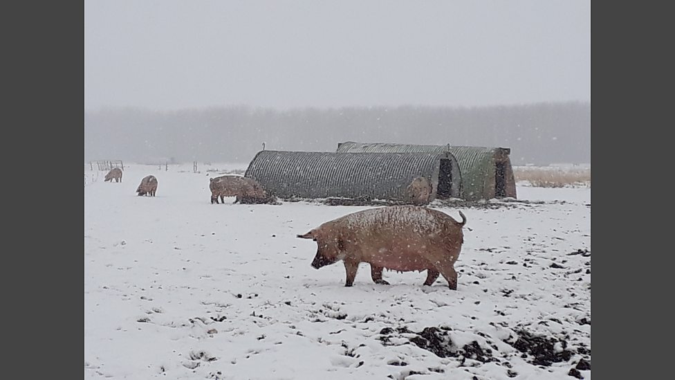 BBC Radio 4 - Farming Today, Farming Today's #PigWeek - Outdoor pigs in ...