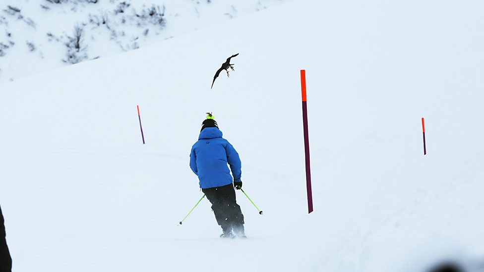 BBC Two - Natural World, 2018-2019, Super Fast Falcon, Super Fast ...