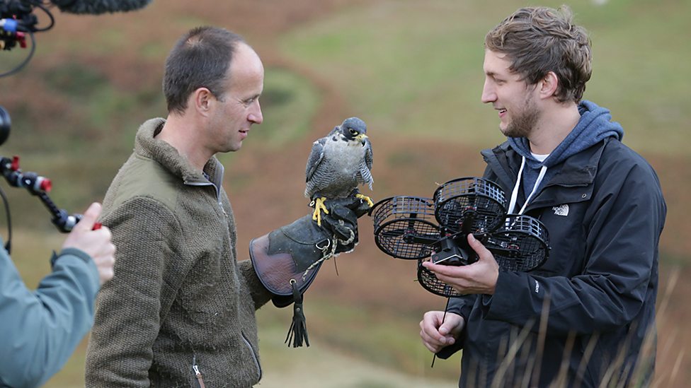 BBC Two - Natural World, 2018-2019, Super Fast Falcon, Super Fast ...
