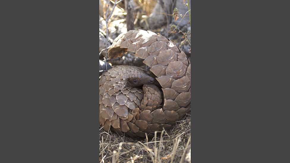 BBC Two - Natural World, 2018-2019, Pangolins - The World's Most Wanted ...