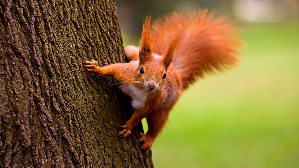 BBC Two - Natural World, 2018-2019, The Super Squirrels, The Super ...