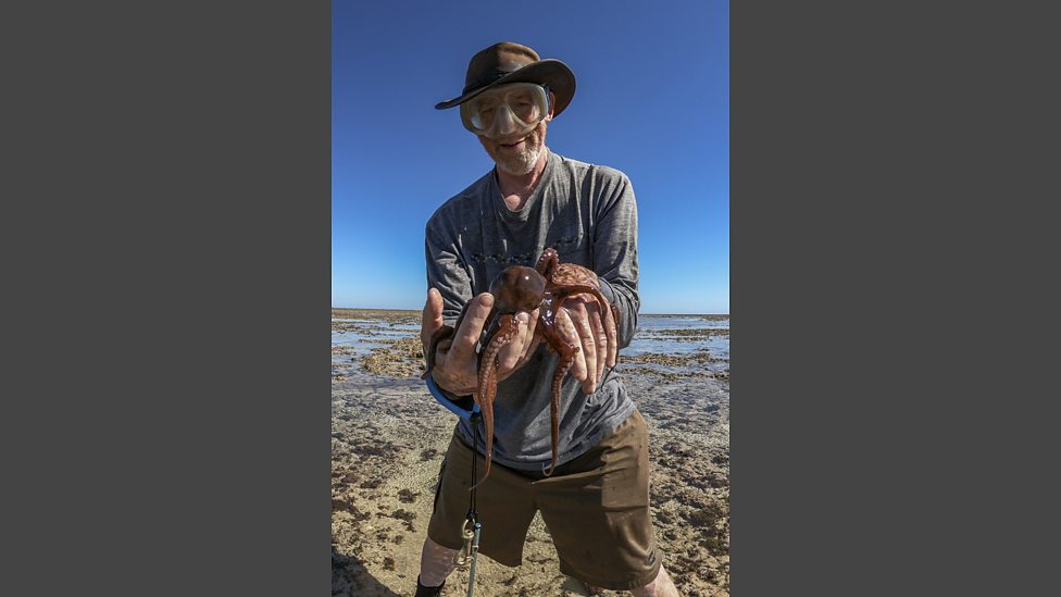 BBC Two - Natural World, 2019-2020, The Octopus in My House, The ...