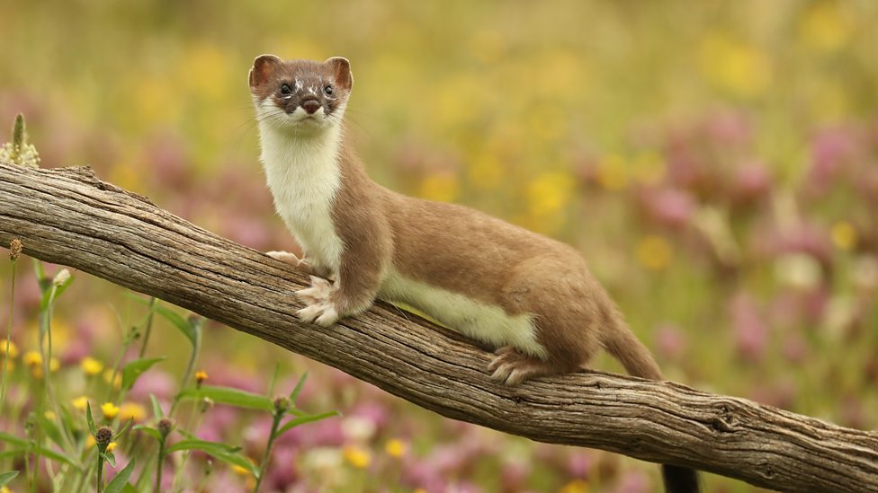 BBC Two - Natural World, 2019-2020, Weasels: Feisty and Fearless ...