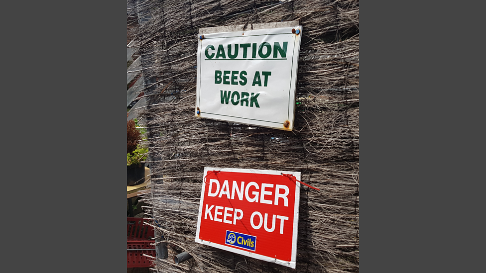 BBC Radio 3 - Between the Ears, Telling the Bees, Between the Ears ...